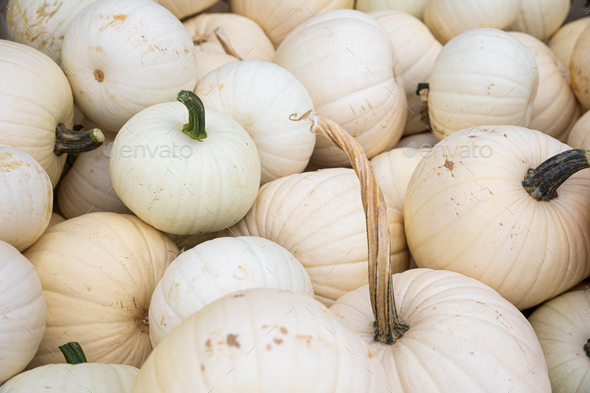 White pumpkins. Stock Photo by doroga | PhotoDune