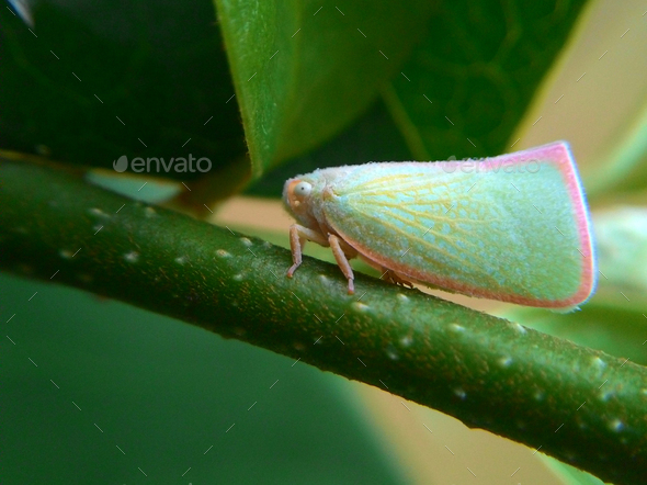 Plant hopper, nature background photo Stock Photo by gallery_arief