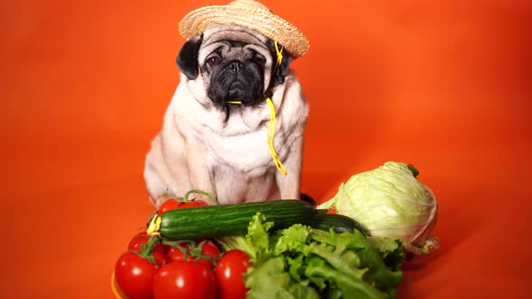 Close Up of Tired Cute Pug with Tomatoes Cucumbers Lettuce and Cabbage ...