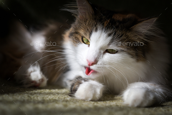 Fluffy cat licks his hair with his tongue Stock Photo by ktkbr-lew