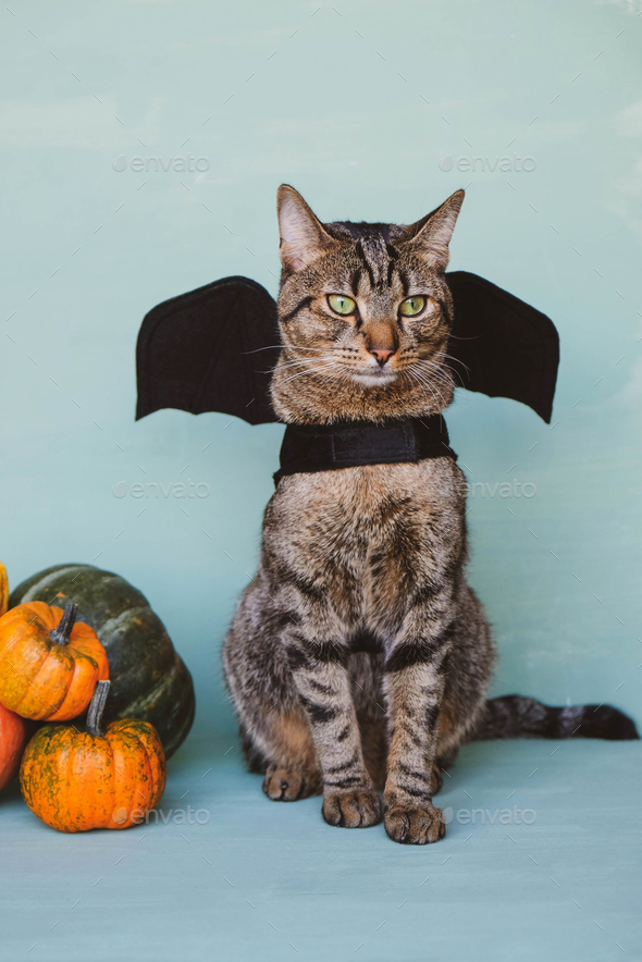 Cute funny tabby cat dressed as bat with black wings and orange ...