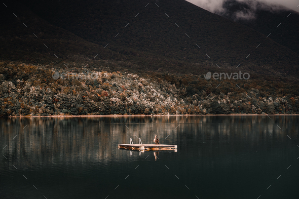 curious large bird flapping wings standing on wooden platform of calm ...
