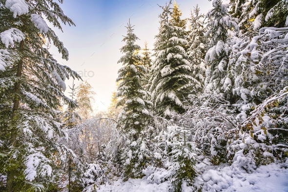 Tall dense old spruce trees grow on a snowy slope Stock Photo by ...