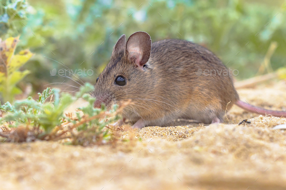 Wood Mouse in Natural Environment with Plants Stock Photo by ...