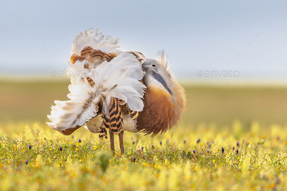 Great Bustard Display in Grassland Stock Photo by CreativeNature_nl