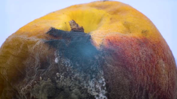 Overripe peach covered with mold. Rotten peach spoiled by time, Stock ...