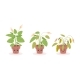 Cartoon Fading Houseplant, Vectors | GraphicRiver