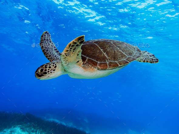 Green sea turtle from Cyprus, Mediterranean Sea Stock Photo by ...