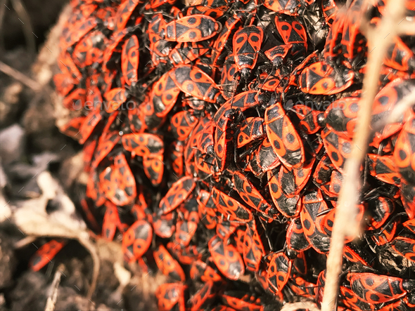 Many red insects Stock Photo by Leonteena | PhotoDune