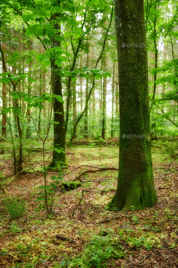 Trees and forests of all types and seasons Stock Photo by ...