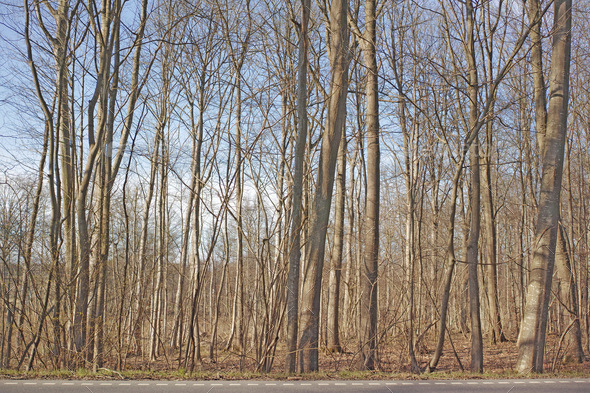 Trees and forests of all types and seasons Stock Photo by ...