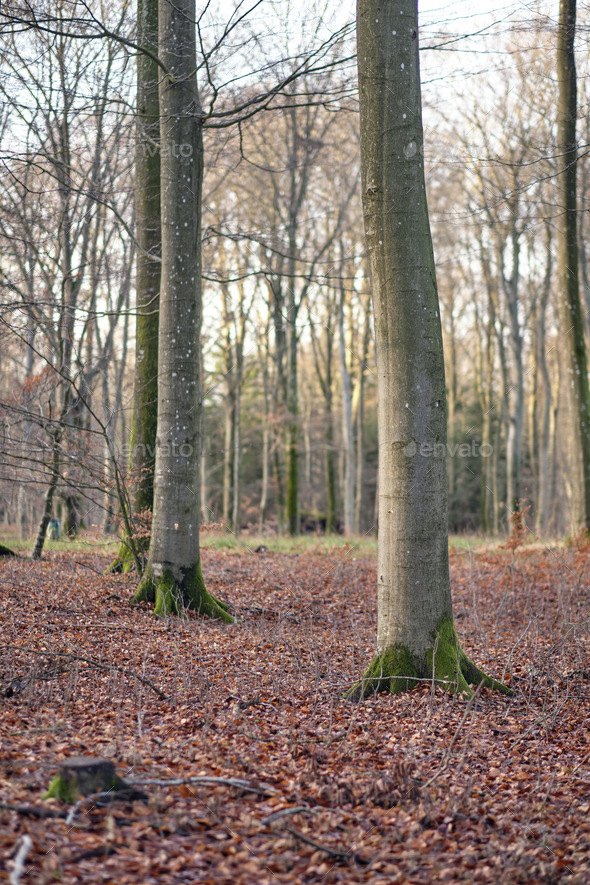 Trees and forests of all types and seasons Stock Photo by ...