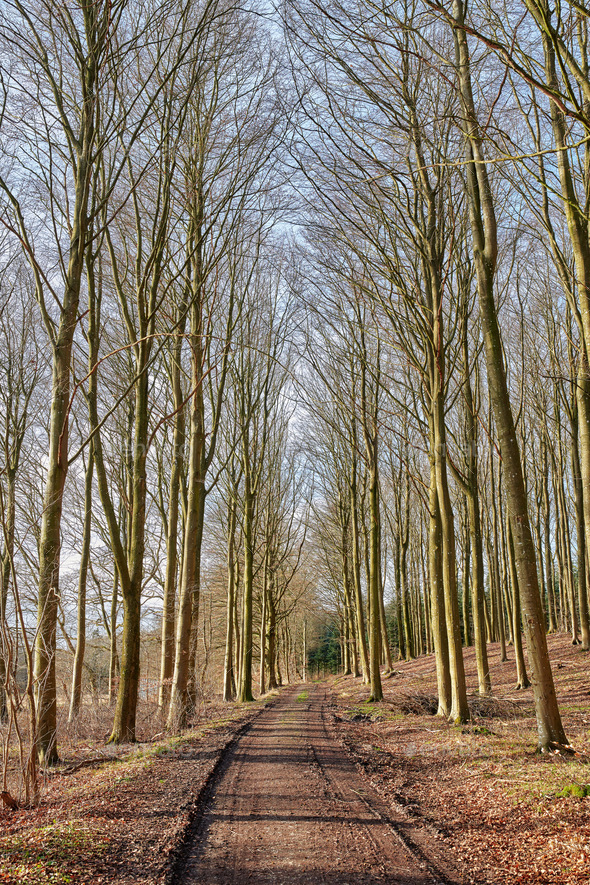 Trees and forests of all types and seasons Stock Photo by ...