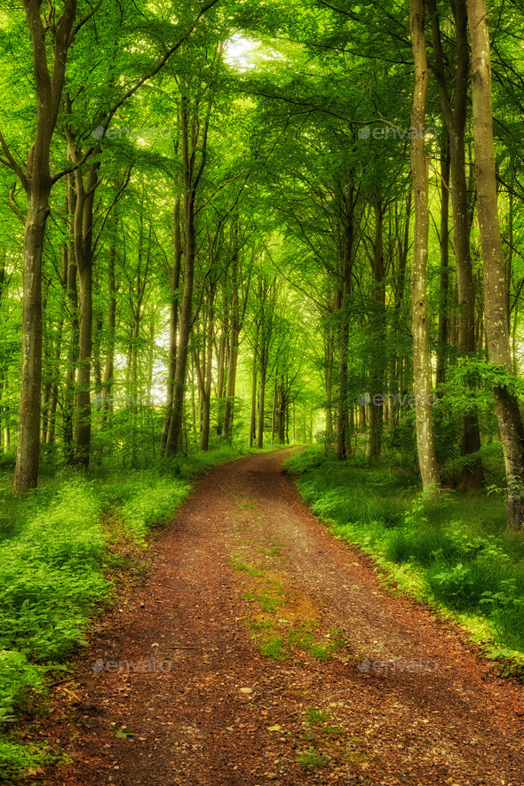 Trees and forests of all types and seasons Stock Photo by ...