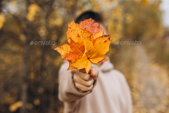 Teenager boy hiding his face behind maple leaves. Child holding yellow ...