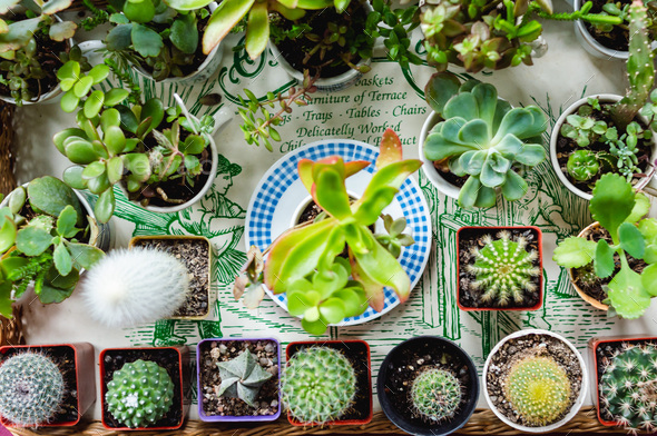 top view display of small cacti in pots, at a street fair. Stock Photo ...
