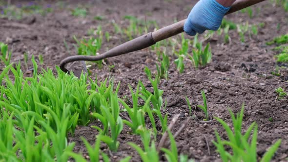 Close Up View of Plucking the Weeds By Hoe, Stock Footage | VideoHive