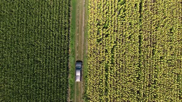 Car crossing a road between corn and sunflower plantations, Stock Footage