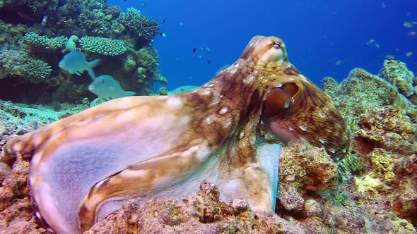 Octopus Fishing, Stock Footage | VideoHive