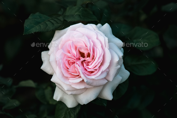 Rosa Francis Meilland, Prince Jardinier, pink rose Alexandre Pouchkine ...