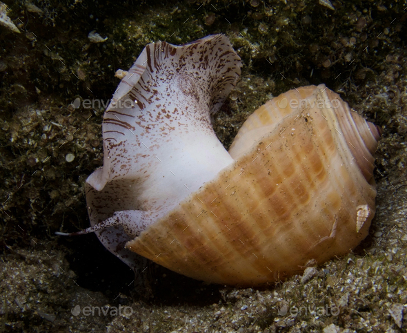 Tonna galea from Cyprus Stock Photo by SakisLazarides | PhotoDune