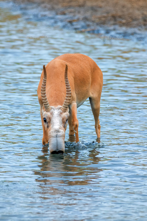 Secret Toadhead Agama or Phrynocephalus mystaceus. Toad-headed agama ...