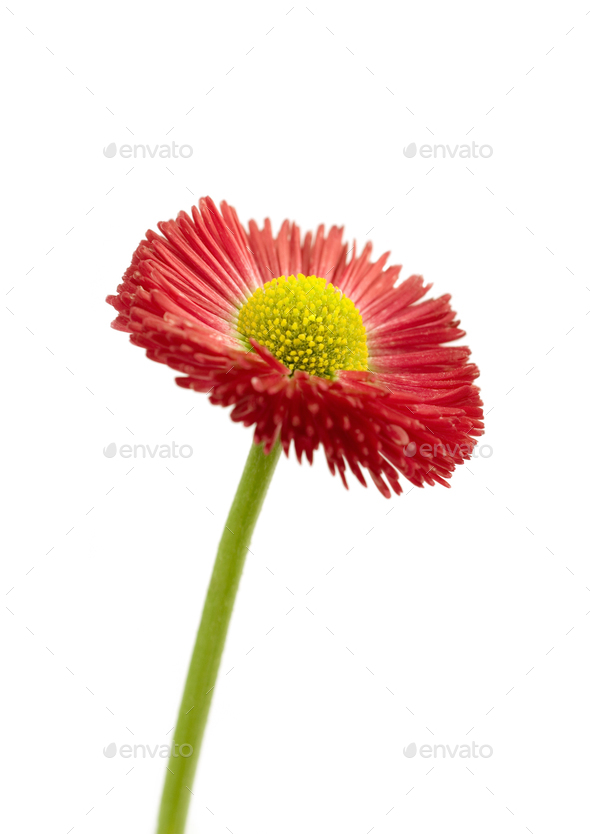 Red daisy flower isolated Stock Photo by ozaiachin | PhotoDune