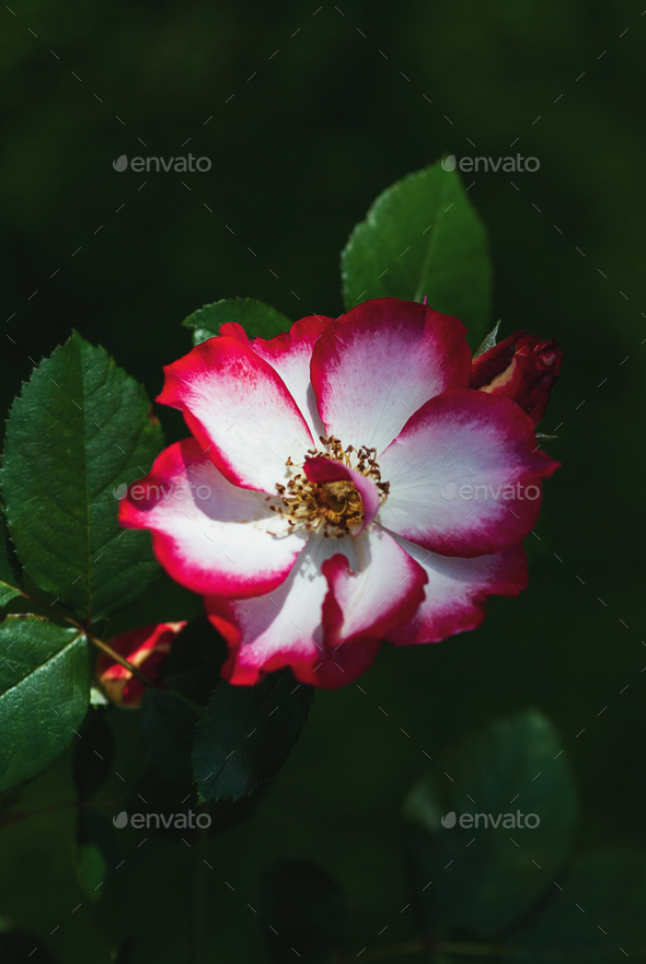 Rosa Betty Boop in the rose garden, white petals edged with red bred by ...