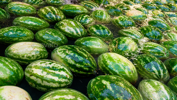 Watermelons float on the surface of water. Concept of watermelon day ...