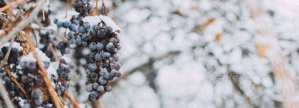 Bunch of grapes under the snow in winter. Grapes covered with snow ...
