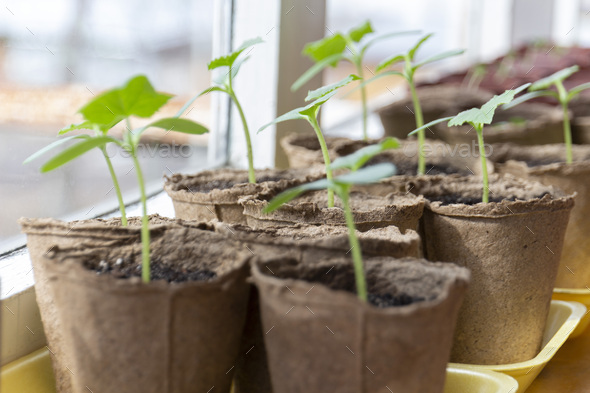 Photos of seedlings Stock Photo by oleg_21 | PhotoDune