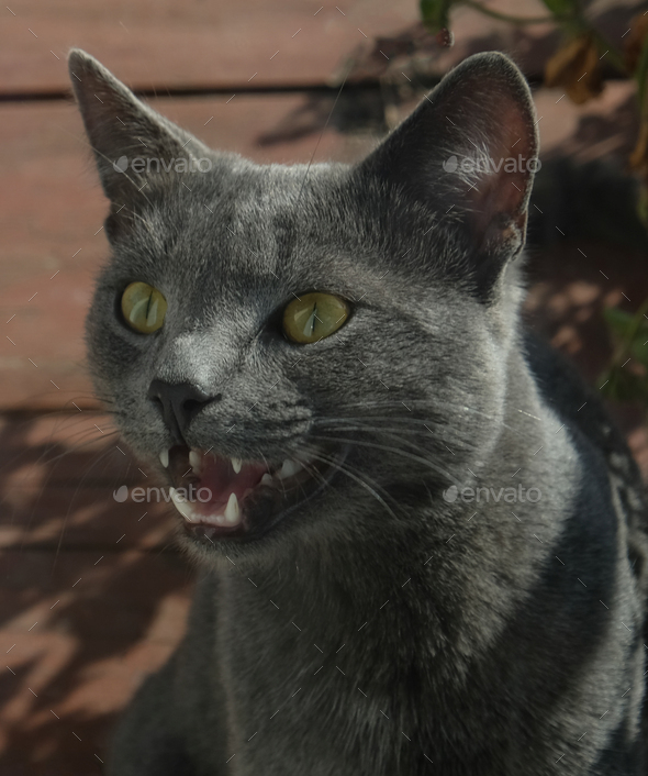 Close-up muzzle of a gray cat with yellow eyes, a long black mustache ...
