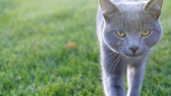 Close-up muzzle of a gray cat with yellow eyes, a long black mustache ...
