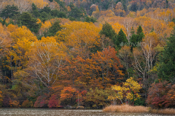 Beautiful autumn seasonal forest and lake Stock Photo by leungchopan