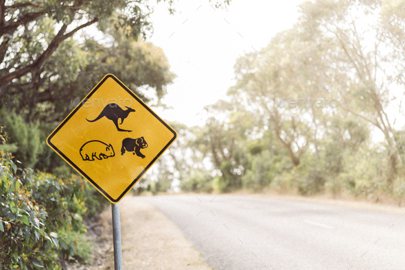 Koala road sign in Australia alongside with kangaroo and wombat Stock ...