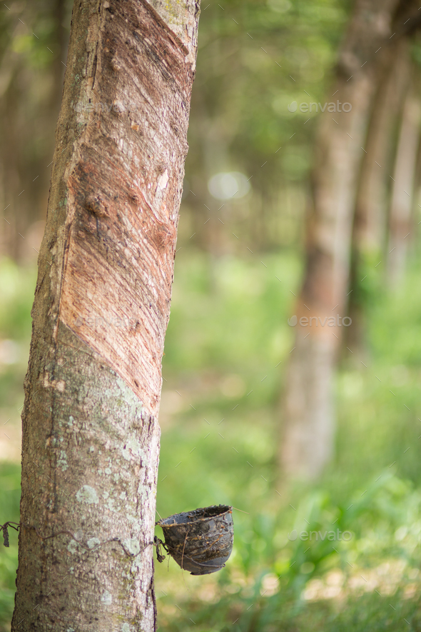 rubber tree (Hevea Brasiliensis) as a source of natural rubber Stock ...