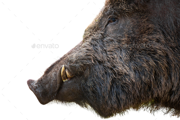 Dangerous wild boar white white tusks looking aside isolated on white ...