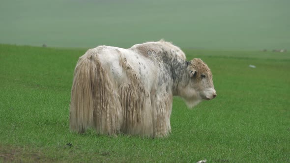 White Long-Haired Male Yak Ox in Asian Meadow, Stock Footage | VideoHive