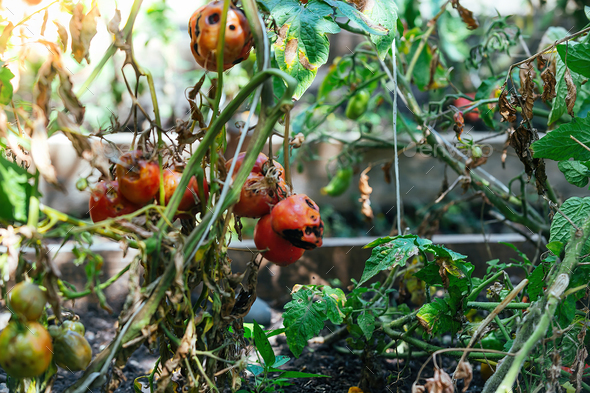 diseases of the vegetable harvest in the fields and gardens Stock Photo ...