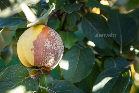 Rotten quince. Infected fruits of quince. Monilinia fructigena quince ...