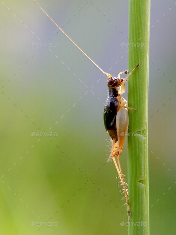 Cricket insects Stock Photo by gallery_arief | PhotoDune