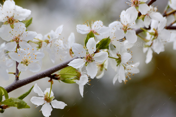 White Cherry Blossoms on a Branch Stock Photo by couragesings | PhotoDune