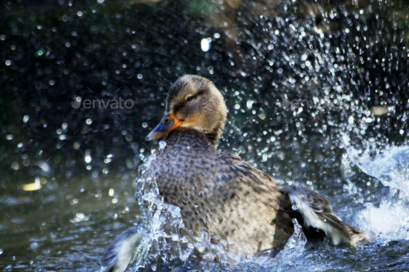 Splashing Duck1 Stock Photo by couragesings | PhotoDune