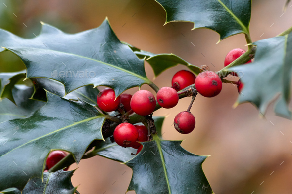 Fresh Holly Branch2 Stock Photo by couragesings | PhotoDune