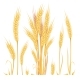 Cartoon Rye Spikelet, Vectors | GraphicRiver