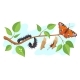 Lepidoptera Metamorphosis, Vectors | GraphicRiver