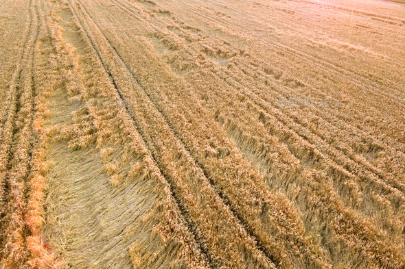 Aerial view of ripe farm field ready for harvesting with fallen down ...