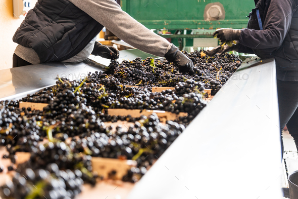 grape processing Stock Photo by dfuentesphotostock | PhotoDune