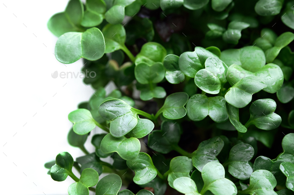 Radish microgreen. Green leaf texture close up isolated on white Stock ...