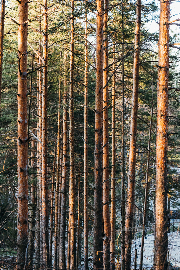 Tall pine trees of forest near Divcibare, mountain resort in Serbia ...
